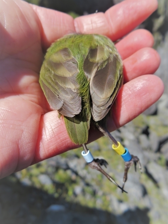 Monitoring the endangered rock wren within the alpine basins of the ...