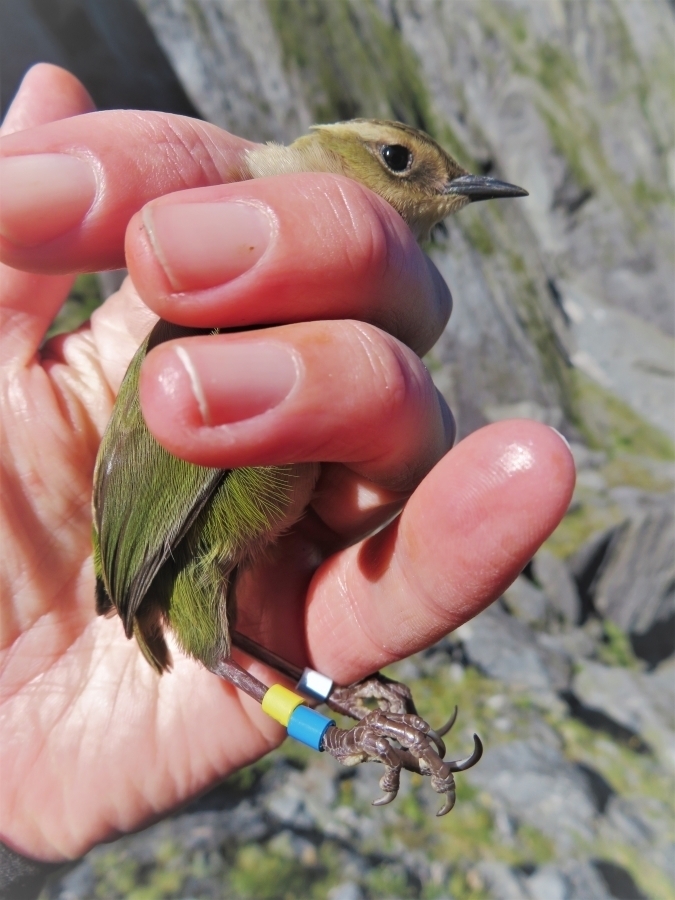 Monitoring the endangered rock wren within the alpine basins of the ...