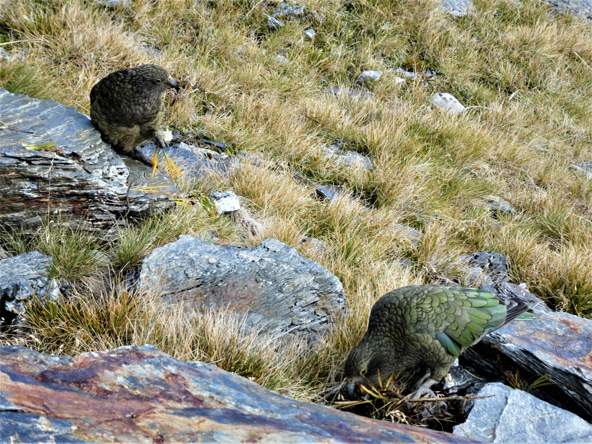 Kea and Speargrass of the Wilkin Ōtānenui Valley, Makarora – Aspiring ...