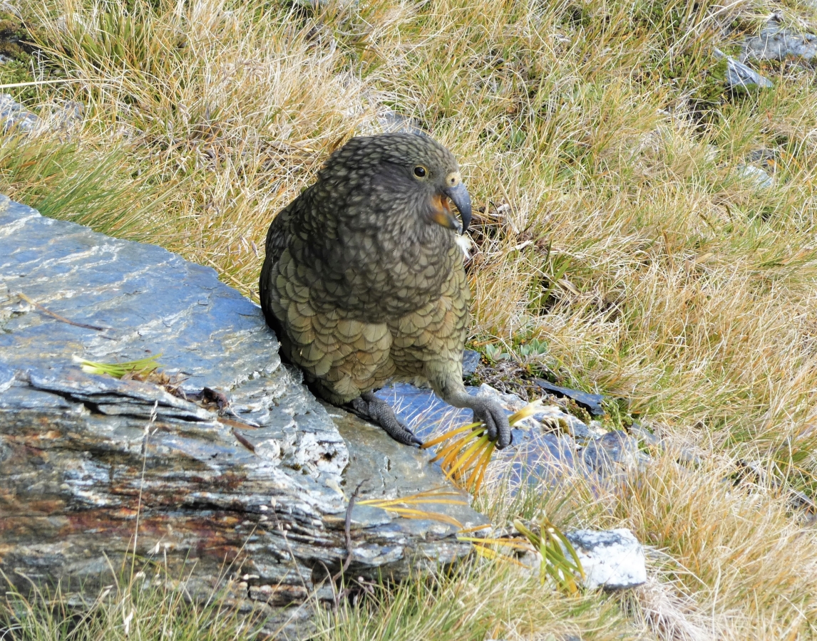 Kea and Speargrass of the Wilkin Ōtānenui Valley, Makarora – Aspiring ...
