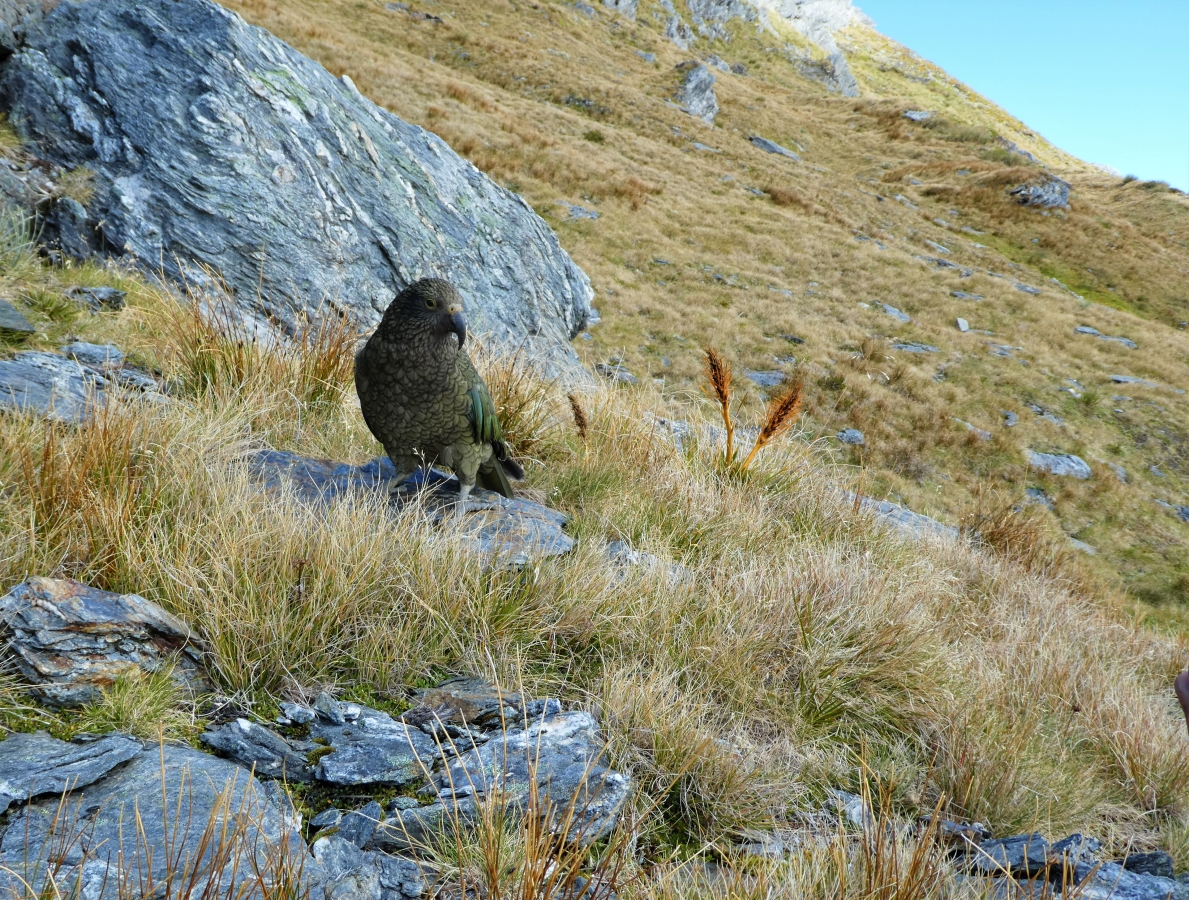 Kea and Speargrass of the Wilkin Ōtānenui Valley, Makarora – Aspiring ...