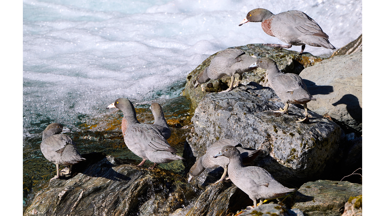 Whio – Aspiring Biodiversity Trust